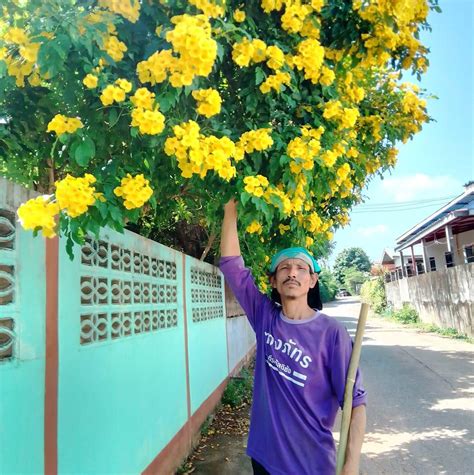 🌺 รสกรรณิกา สวนดอกไม้กินได้ Edible Flower Garden Facebook