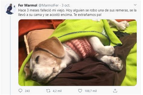 Conmovedora Reacción De Un Perro Que Duerme Con La Remera De Su Dueño