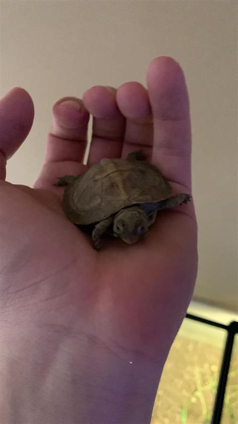 i have had 2 of these turtles for the past 3 months but i do not know