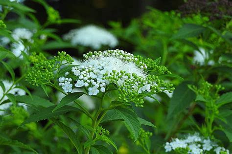 繍線菊 畦夢の写真俳句 楽天ブログ