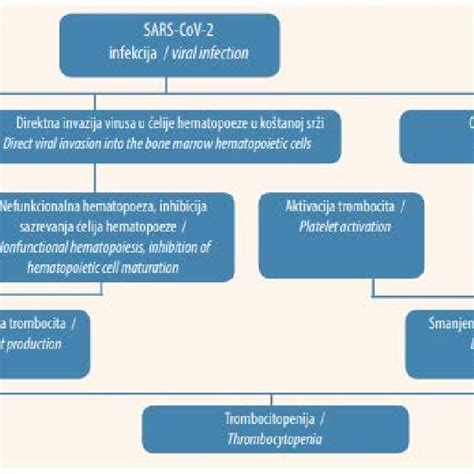 Sars Cov 2 Induced Thrombocytopenia Adapted From Xu P Et Al 6