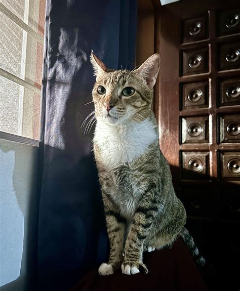 Aint He Cute Rstandardissuecat