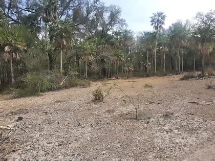 La sequía también golpea a Chaco Sin ayuda oficial el productor sabe que está a la buena de