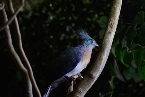 Cep 0955 Caleb Perry Flickr