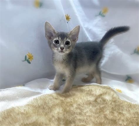 고양이 아비시니안 지식in