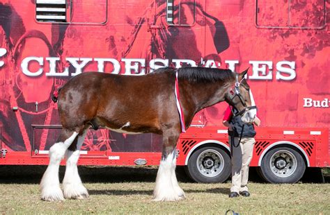 Budweiser Clydesdales To Headline St Patricks Day Parade In Downtown