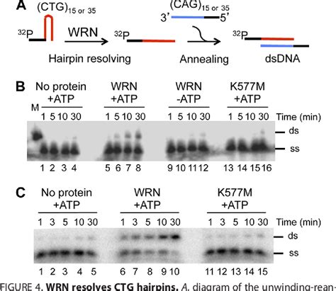 Figure 4 From The Werner Syndrome Protein Promotes Cagctg Repeat