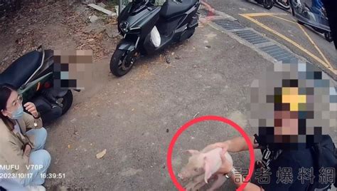 小豬亂竄車陣險釀車禍 熱心民眾抓住問警能帶回養嗎