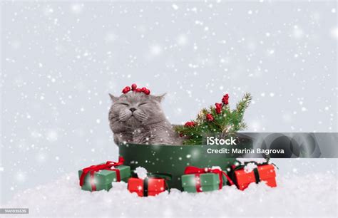 선물 상자에 잠자는 크리스마스 고양이 눈이 내리는 겨울 배경에 전나무 가지와 선물을 가진 영국 고양이 새해 복 많이 받으세요 인사말 카드 공간을 복사합니다 2023년 새해의