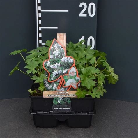 Plantenwinkel Nl Ooievaarsbek Geranium Cantabrigiense Biokovo Bodembedekker Tuinexpress Nl