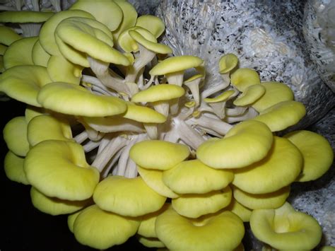 中国青岛出口加拿大美国蚝菇菌包平菇菌棒平菇菌包 阿里巴巴