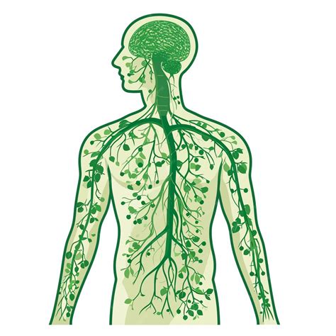 Premium Vector Lymphaticsystemvectorillustration