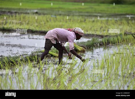Farmers Plant Paddy Saplings In A Field At A Village In Nagaon District