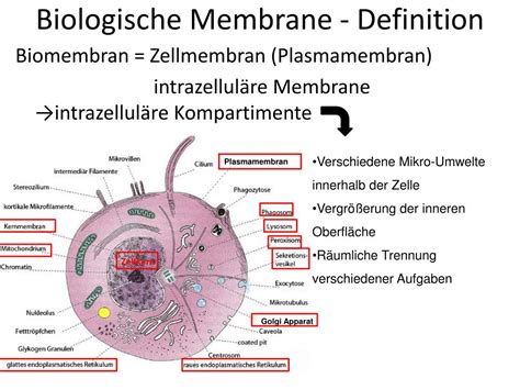 PPT Biologische Membrane Definition PowerPoint Presentation Free