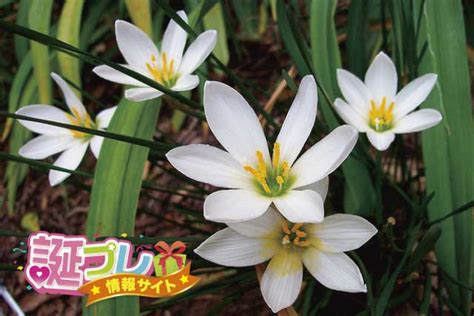 玉簾 タマスダレ の花言葉は清く美しい2つの言葉 誕プレ