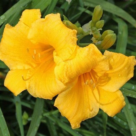 Stella De Oro Daylily Hemerocallis Stella Doro Gobuyplants