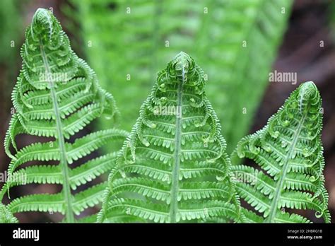 Matteuccia Struthiopteris Known As Ostrich Fern Fiddlehead Fern Or