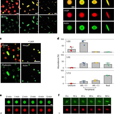 Actin Polymerization Within Vasp Droplets Drives Droplet Deformation