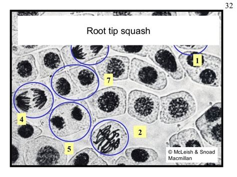 Powerpoint Chromosomes Mitosis