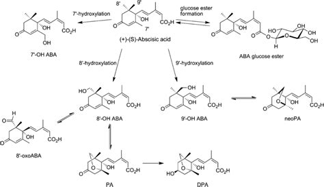 Aba Catabolites And Conjugates See Text For A Detailed Description