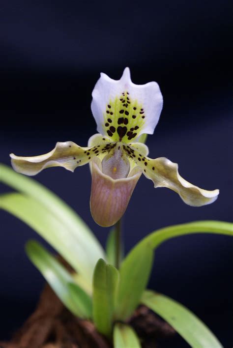 Paphiopedilum Exul