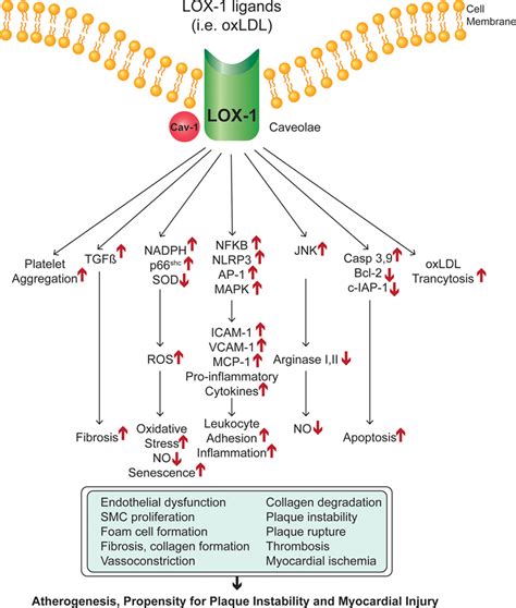 Role Of Lox 1 Lectin Like Oxidized Low Density Lipoprotein Receptor 1