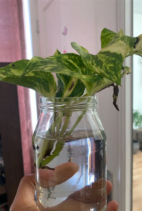 Scindapsus Propagation The Ends Of The Plant Are Rotting Probably Dying Help R Propagation