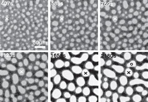 Figure 5 From Spinodal Decomposition Of A Confined Colloid Polymer System Semantic Scholar