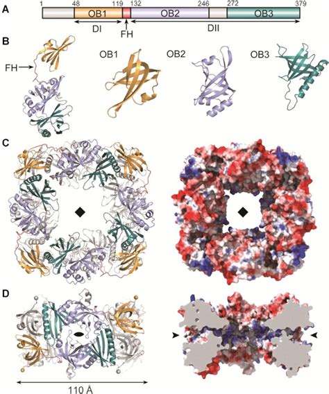 Structural Transitions During The Cooperative Assembly Of Baculovirus