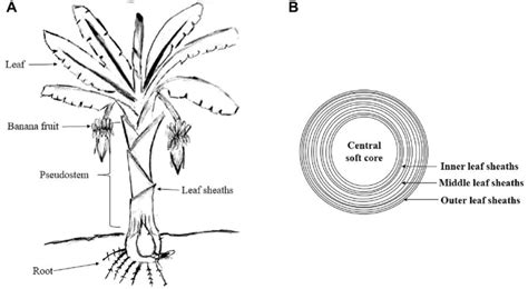 Figure 1 From Evaluation Of The Physical Properties Of Banana