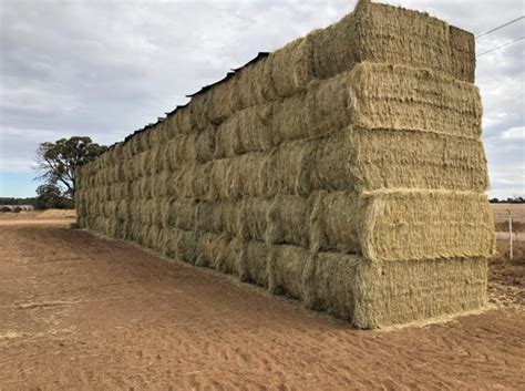 Teff Straw Hay And Fodder Straw For Sale