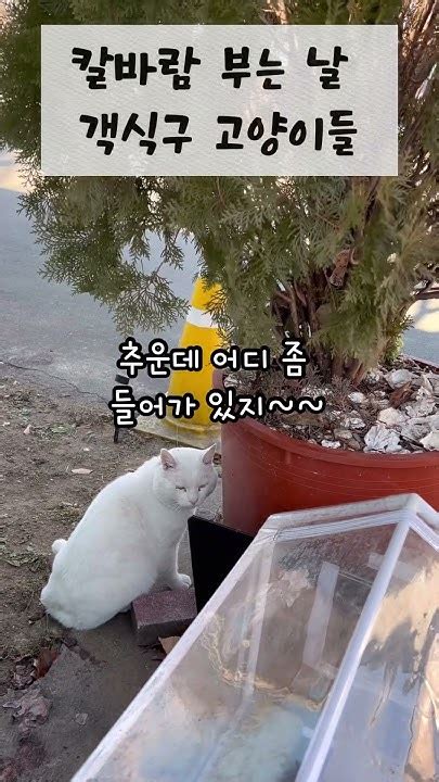 칼바람 부는 겨울이여 어서 가라 길고양이급식소 고양이 시골살이 겨울나기 Cat Youtube