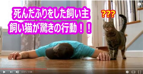 飼い猫の前で死んだふりをした男性、その瞬間猫が驚きの行動に！ Hachibachi
