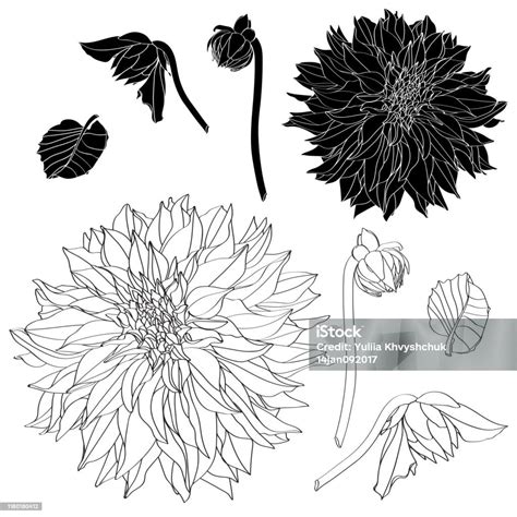 素描花卉植物學系列大麗花與芽和葉圖紙黑白與線條藝術在白色背景手繪植物插圖向量圖形及更多原住民文化圖片 原住民文化 塗色書頁 製圖技術