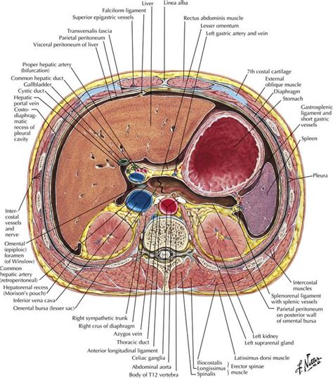 Anatomy Body Anatomy Abdomen