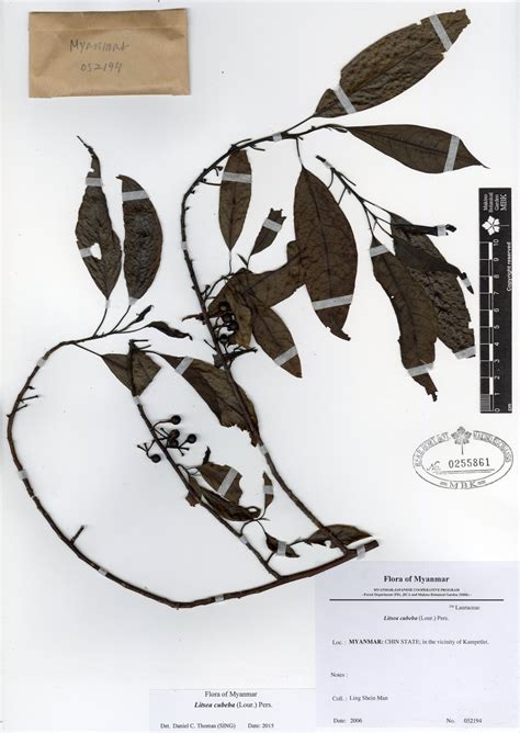 Litsea Cubeba Lour Pers Myanmar Vascular Plants Database