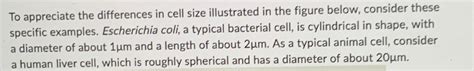 Solved To Appreciate The Differences In Cell Size Chegg Com