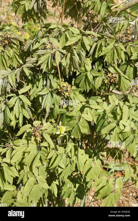 Squaw Root Hi Res Stock Photography And Images Alamy