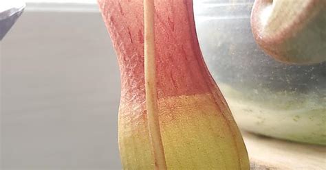 Ventrata Full Of Ant Paste Album On Imgur