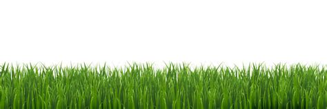 Green Grass Border Template Royalty Free Vector Image