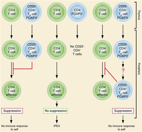 Jci The Origin Of Foxp3 Expressing Cd4 Regulatory T Cells Thymus Or