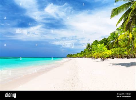 Coconut Palm Trees On White Sandy Beach In Caribbean Sea Saona Island