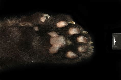 Polydactyly Pathology And Ponies