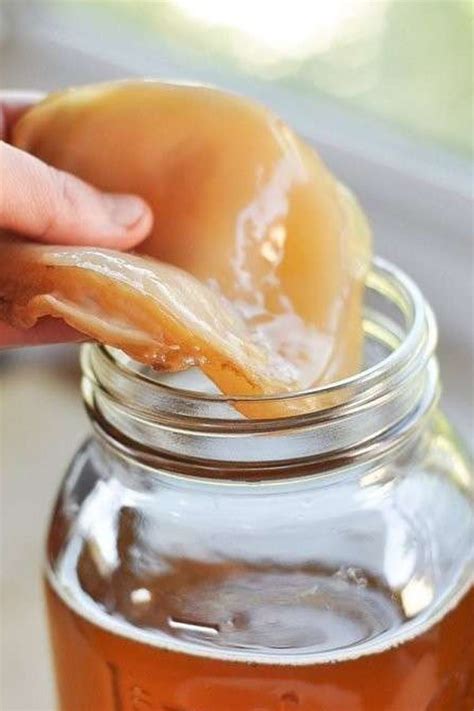 Comprar KÉFIR DE FRUTAS SCOBY DE KOMBUCHA