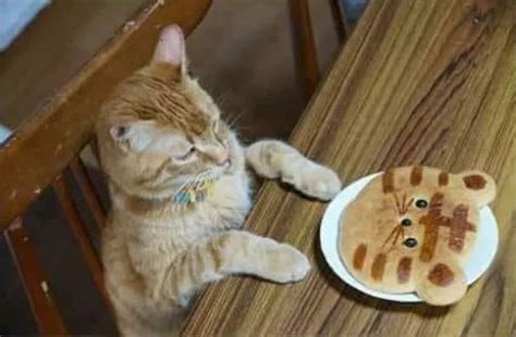 网友做了一个蛋糕给猫咪想要给猫庆生可当猫看到蛋糕后 奴才