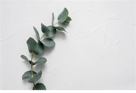 Home Katrina Browne Naturopath