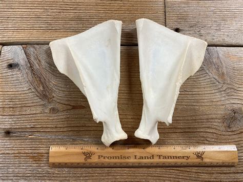 Goat Bones Pair Of Scapula Bones Real Bones Lot No 230921 Ddd Etsy