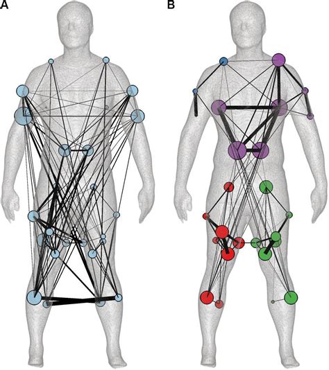 Muscle Synergy Concept My Senior Year Project Is On Muscle By