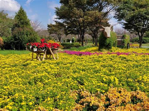 인천 드림파크 아이와 가족과 연인과 가볼 만한 곳 핑크 뮬리 꽃구경하기 좋은 야생화 공원 네이버 블로그