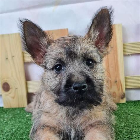 Uly Chien Cairn Terrier à Ladoption Saint Denis Dorques Pet